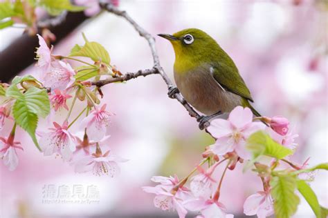 個別 野鳥 花メジロ 早咲き桜とメジロの写真画像 撮鳥見鳥 fotolife