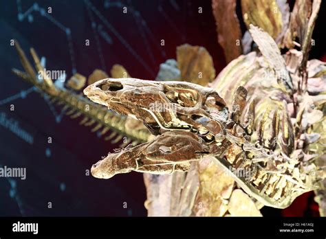 The Worlds Most Complete Stegosaurus Fossil Skeleton Displayed In The