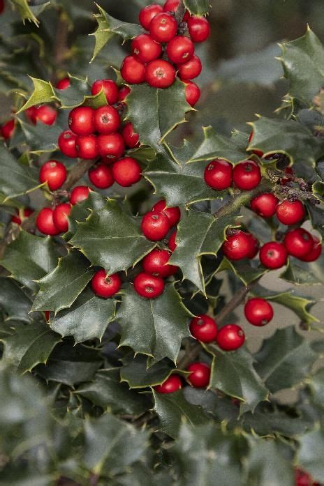 Red Beauty® Holly Winter Holly Leaves Close Up Close Up Of Holly