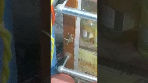 ২৬ মে ২০২৩ Youtube