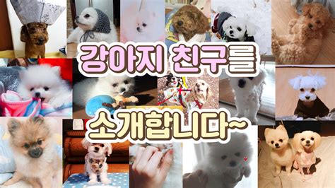 귀여운 강아지 친구들을 소개합니다 Soop Vod