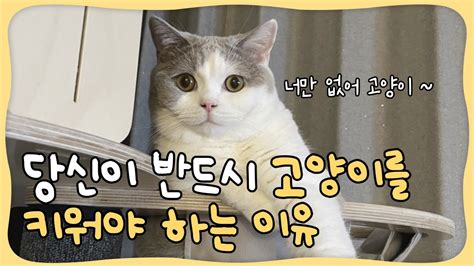 Ep2 사람들이 고양이를 키우는 이유 강아지와 고양이의 차이점 Youtube