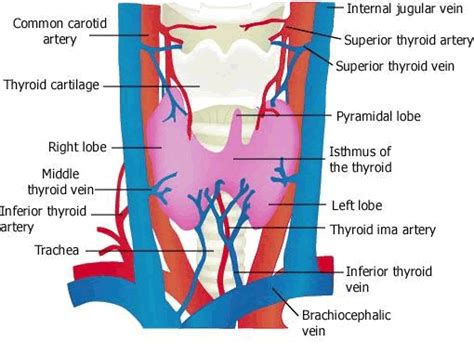 Thyroid Anatomy Butterfly Thyroid Cancer Trust