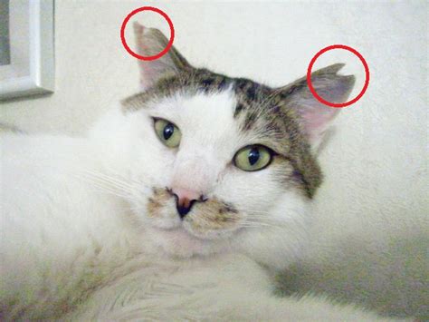 TNR活動 猫と暮らす会について 猫と暮らす会静岡県浜松市を拠点とし人と猫の共生をテーマに活動を行なっております猫の里親募集中