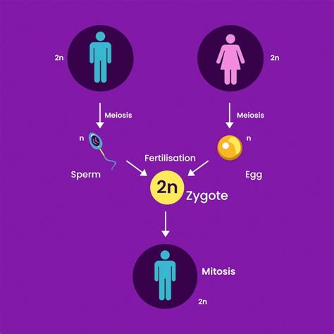 Premium Vector Human Sexual Reproduction Process Medical Infographic