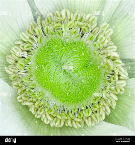 Anemone Flower Anemone Sp Close Up Showing Reproductive Organs Stock Photo Alamy
