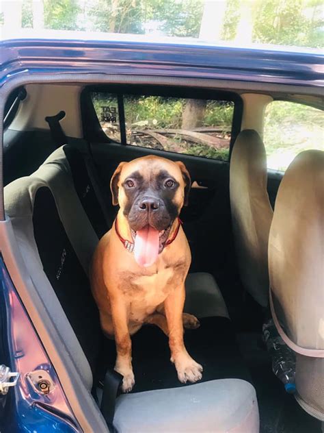 සුරතල් සතුන්ගේ පාරාදීසය