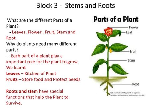 Roots And Stems And Leaves Oh My Worksheets Library