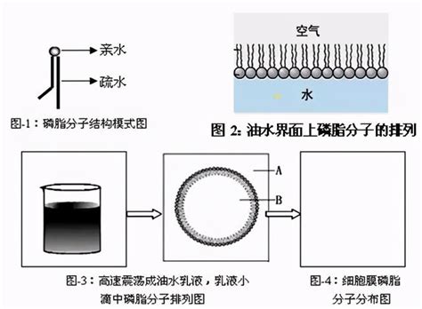 科學史｜關於細胞膜的那些事兒 每日頭條