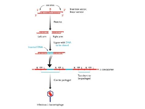 Mapping The Human Genome Genetic Mapping Physical Mapping