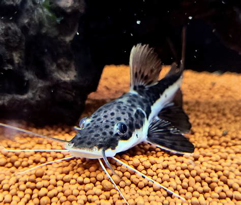 Red Tail Catfish Hybrid