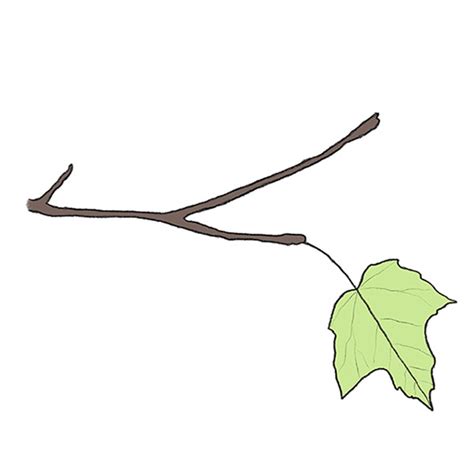 How To Draw A Tree Limb