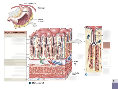 Histology Of The Stomach Lining Lecture Page 903 Diagram Quizlet