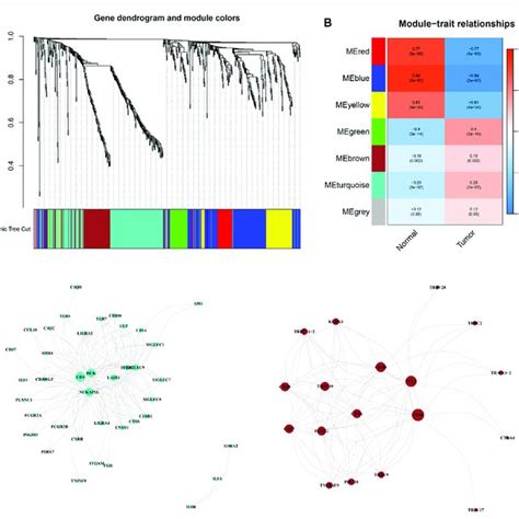 Weighted Correlation Network Analysis And Co Expression Network