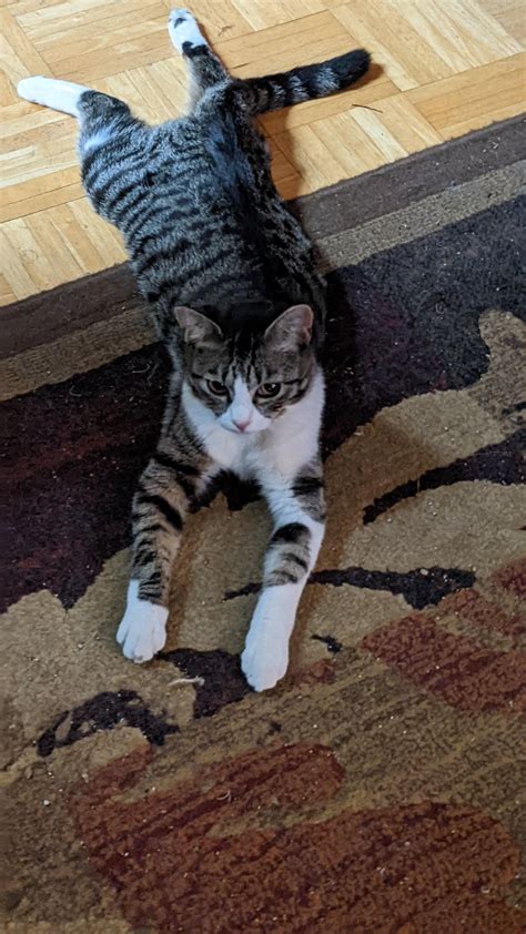 Someone Shared A Pic Of Their Sic Splooting This My Sic Tonks Splooting R Standardissuecat