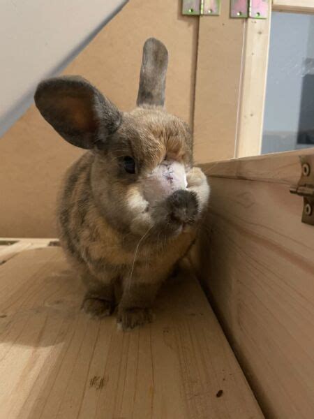 Rabbit Snuffles How To Rabbit