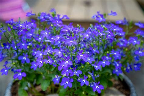 Lobelia Profile Flowering And Hardiness Plantura