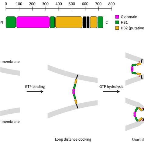 Hypothetical Mode Of Action Of Mitofusin In Mitochondrial Fusion A