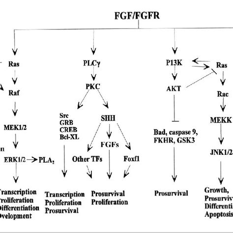 Fgffgfr Signaling Pathway Known And Putative Connections Are Based On