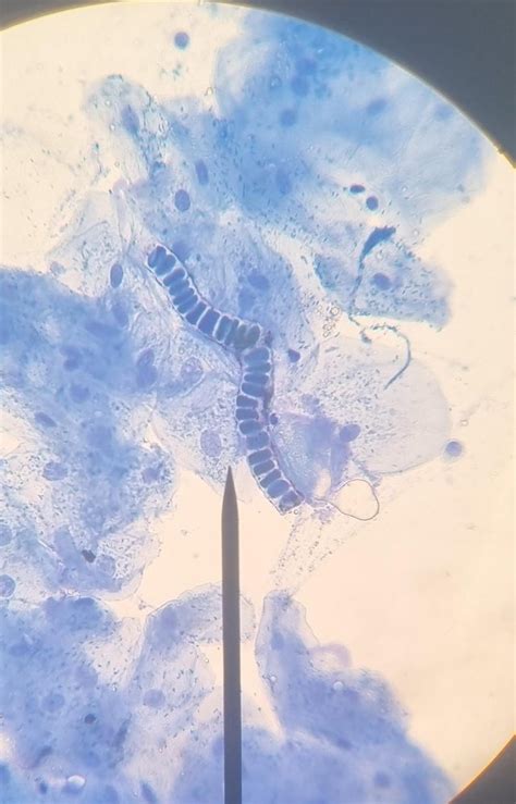 Does Anyone Know What This Cell Is Rsciences