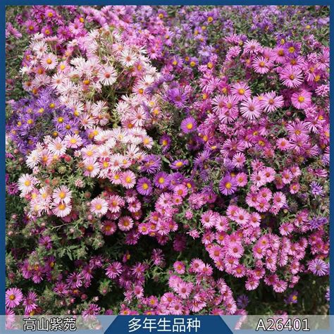 高山紫菀