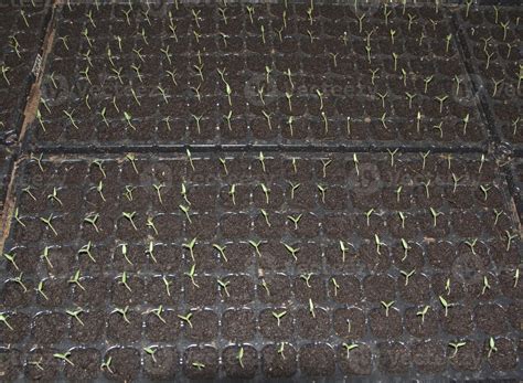 Small Saplings Of Various Species That Farmers Grow For Planting And