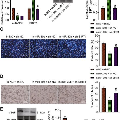 Plasma Evs Transfer Mir 30b To Rmecs And Thus Induce Angiogenesis