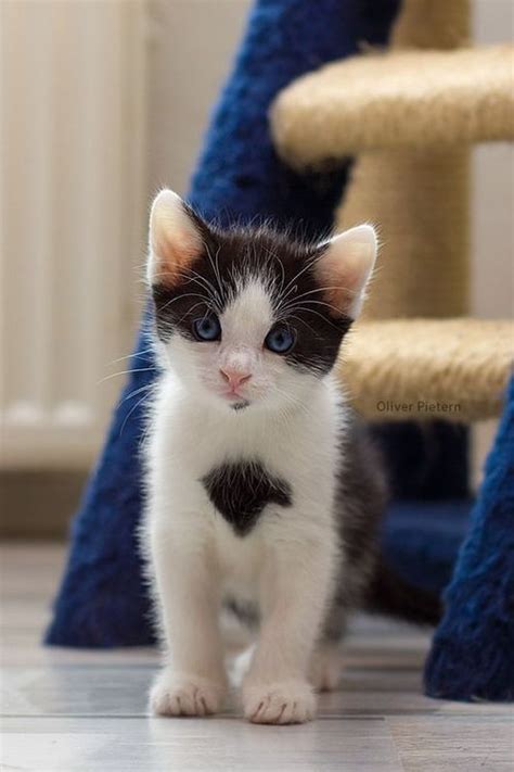 Printable Kitten Growth Chart By Weight Artofit