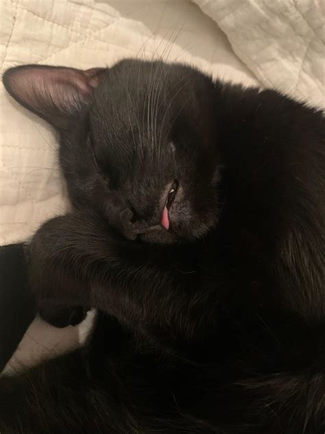Sleepy Kitty Blep Rbleps