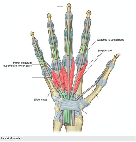 Diagram Of Lumbricals Quizlet