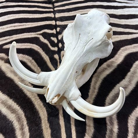 Warthog Skull Anatomy
