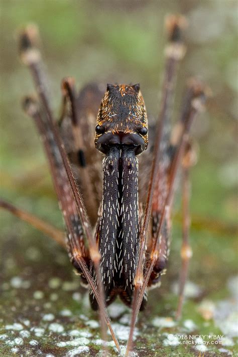 Assassin Spider Pelican Spider Eriauchenus Cf Workmani… Flickr