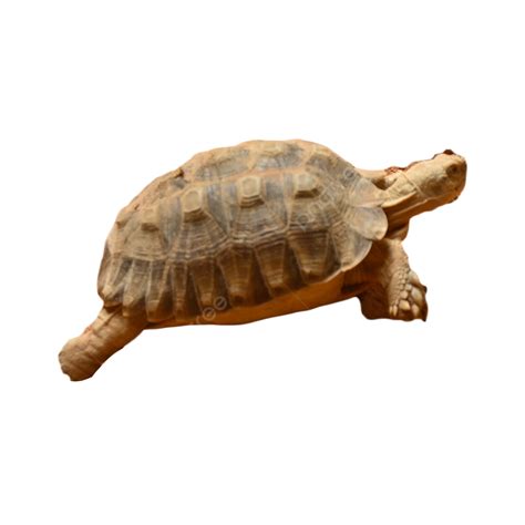Sulcata Tortoise Photography Picture Cute Land Sulcata Tortoise Still
