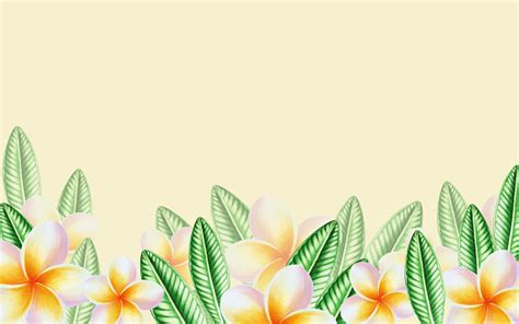 수채화 물감 없는 테두리 현실적인 열대 그림은 흰색 배경에 분리된 나뭇잎이 있는 플루메리아 꽃입니다 아름 다운 식물 손으로 그린