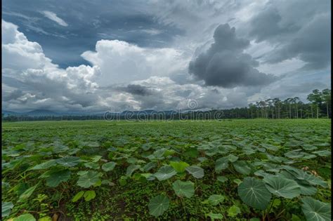 Essential Techniques And Best Practices For Successful Vegetable Cultivation In Your Garden
