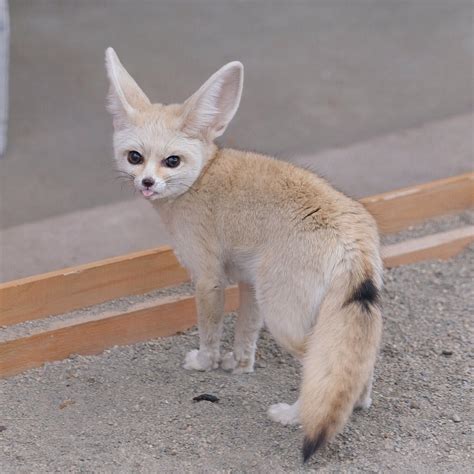 Feisty Fennec 💥 Loose Cannon💥 On Twitter Oc Vs Irl Species 🦊