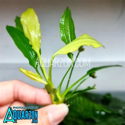 Rare Echinodorus White Flame Sword 5 7 Leaves Special