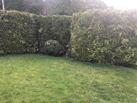 My Sexy Shrubs R Shrubreddit