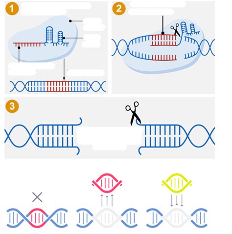 Crispr Diagram Diagram Quizlet