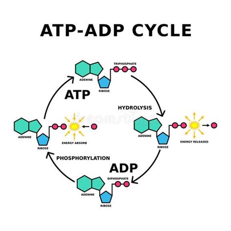 Adenosine Triphosphate Cycle Stock Illustrations 53 Adenosine