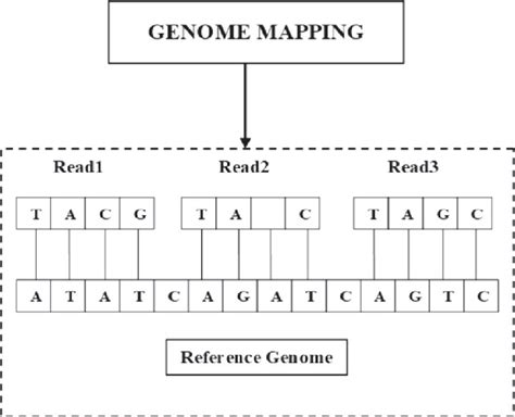 Genome Sequence Mapping Download Scientific Diagram