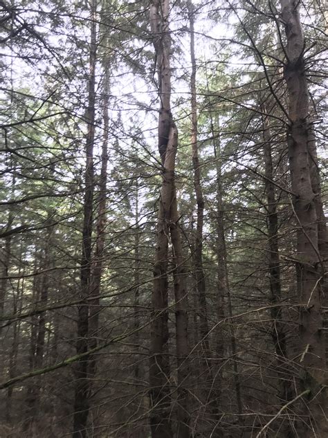 These Two Trees Intertwined As They Grew Rmildlyinteresting