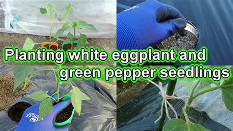 Planting White Eggplant And Green Pepper Seedlings Planting Guide For