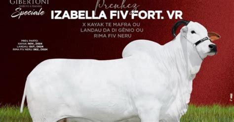 무려 56억원세계에서 가장 비싼 소 경매 매물로