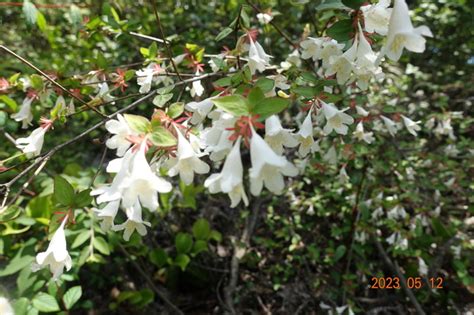 宝塚西谷の森公園 季節の花便り