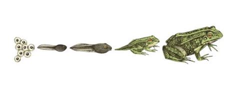 Difference Between Reptiles And Amphibians