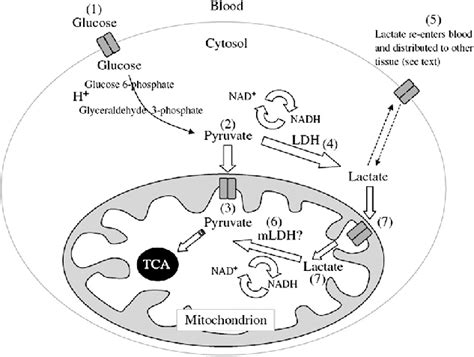 The Processes Involved In The Lactate Shuttle Hypothesis Brooks 1986 Download Scientific