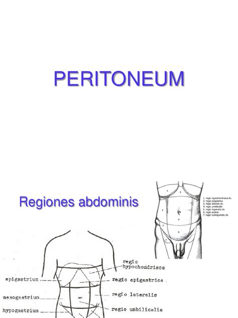 Git Peritoneum Download Free Pdf Peritoneum Anatomy