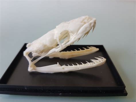 Reticulated Python Skull In Display Case Malayopython Catawiki