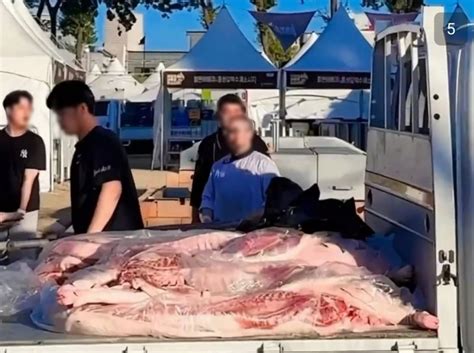 [단독] 햇볕에 생고기 방치 홍성 바베큐 축제 위생 논란 또 더본코리아